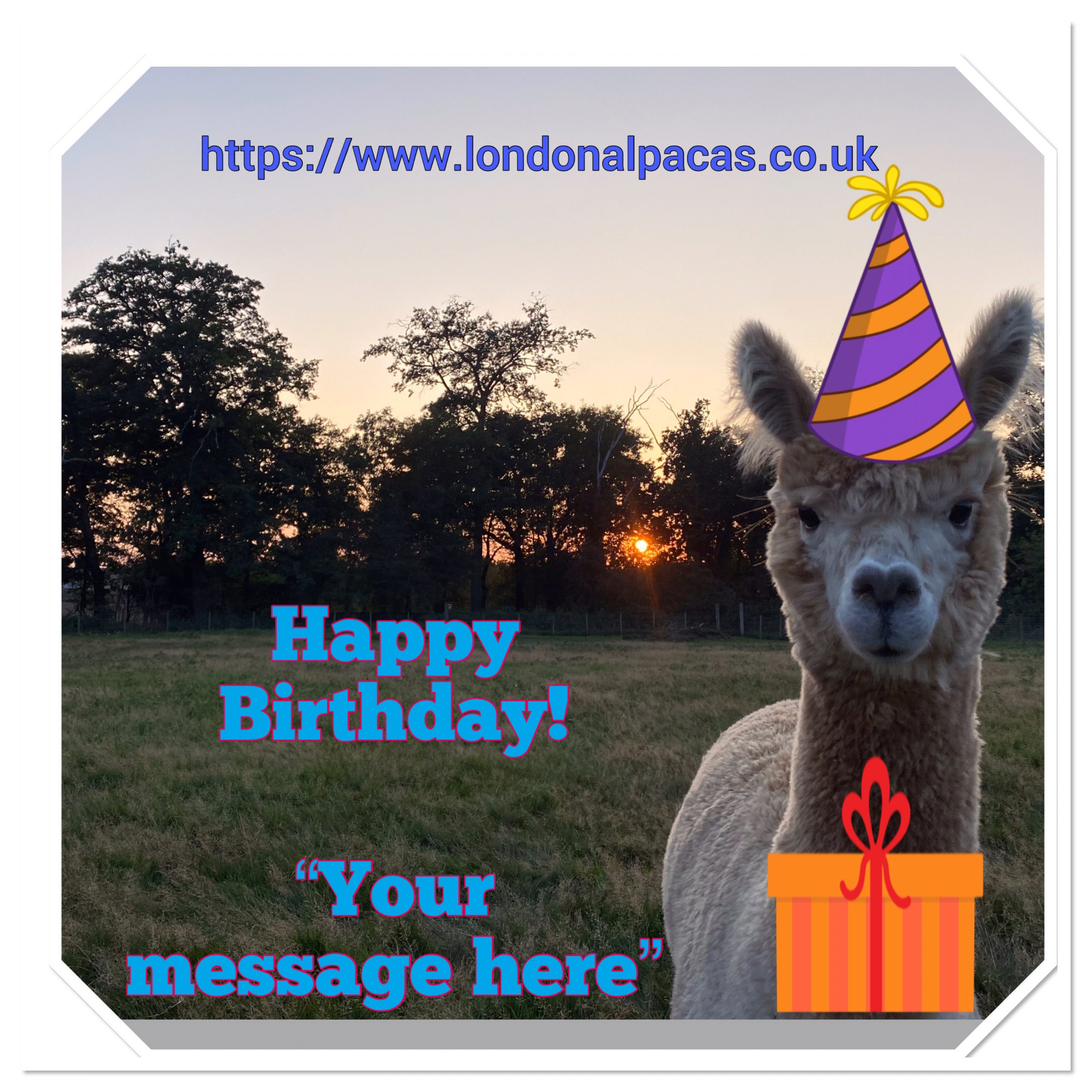 Gift card (£70) – London Alpacas